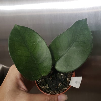 Hoya Fungii, Rare and Beautiful Hoya With Soft and Fuzzy Leaves, in 2.5 ...