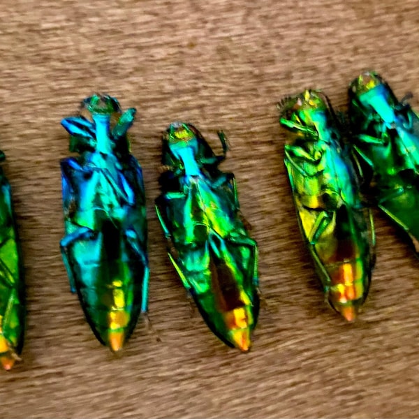 Pyrops Candelaria, Unmounted, Green Yellow Lanternfly, Real Lanternfly ...