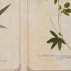 Wise Woman Printable Crone Archetype, Granny Witch, Grimoire Images ...