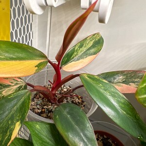 Copper Plated Sycamore Leaf With a Forced Salt Patina. Copper ...