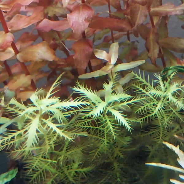 1 Pink Flamingo Crypt Plant Live Aquarium Plants Free S/h Live Aquatic ...