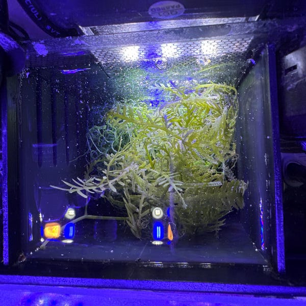 Dragon’s Breath Macroalgae-frag (halymenia Durvillei) Premium Macro From Shore Aquatic - Etsy