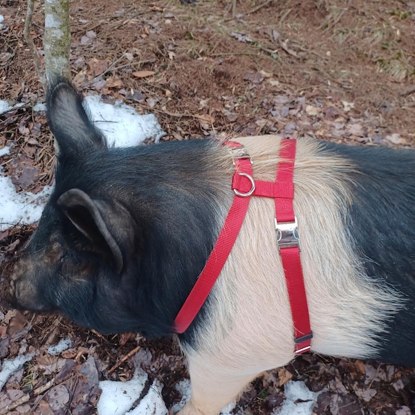 carterpetsupply - Etsy