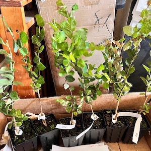 2 Red Maple Trees acer Rubrum4 Containeron SALE NOW - Etsy