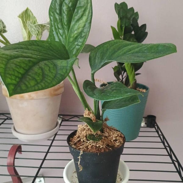 Monstera Peru | Live Indoor & Outdoor Tropical Houseplant | Home and ...