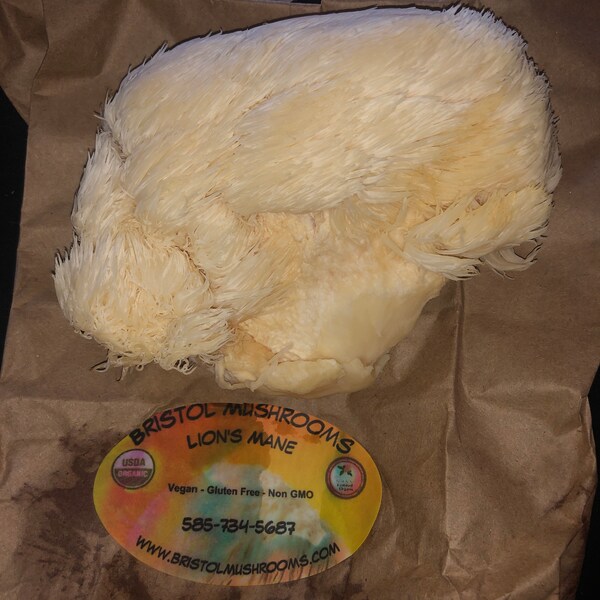Lion's Mane Pure Powder Tea - Etsy