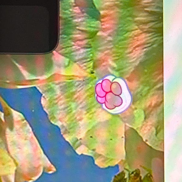 Cat Paw Mouse Cursor Set for PC (digital Download) - Etsy