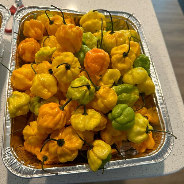 Fresh Scotch Bonnet Peppers: Hot & Flavorful Pods - Etsy