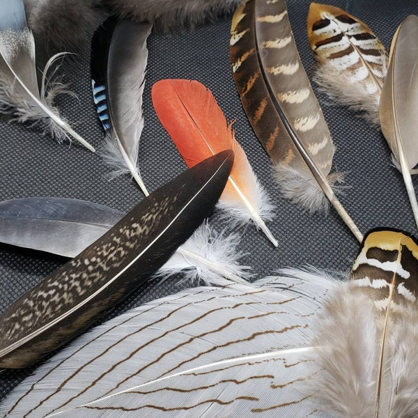 SET of Uncommon Feathers - Cruelty Free, Natural Feathers, Real ...