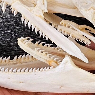 Real Lionfish Skeleton, Dendrochirus, Fish Taxidermy, on Display Base ...