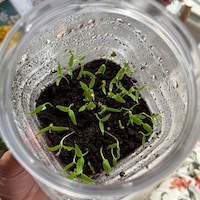 Philippine Siling Labuyo Department of Agriculture Hot Sili Seeds ...
