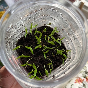 Philippine Siling Labuyo Department of Agriculture Hot Sili Seeds - Etsy