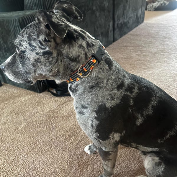 Banjo Dog Collar, Harness or Leash With Personalized Engraved Buckle ...