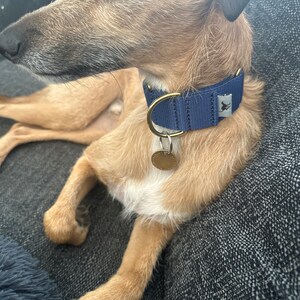 Emerald 'atacama' Whippet Greyhound Italian Lurcher Sighthound ...
