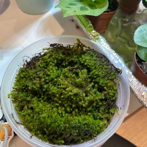 Star Moss Tortula Ruralis - Etsy