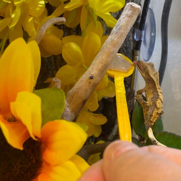 Stroodies Spoons for Crested Geckos (includes Suction Cups) - Etsy