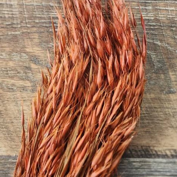 Burnt Orange Oats / Dried Avena Oats / Dried Flowers Bulk / Dried ...