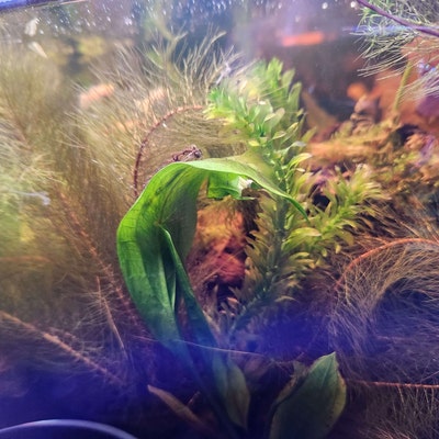 5x Tiger Lotus Nymphaea Zenkeri Water Lily Live Aquarium - Etsy