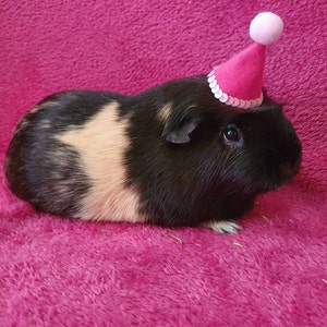 Guinea Pig Party Hat Deluxe - Etsy