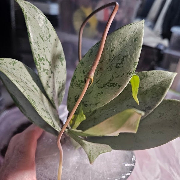 Hoya Pubicalyx ‘pink Silver Ghost’ - Etsy