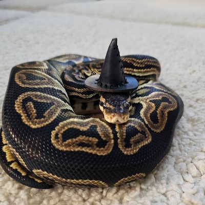 Baseball Cap Top Hat and Witch Hat Accessories for Pets Snakes Reptiles ...