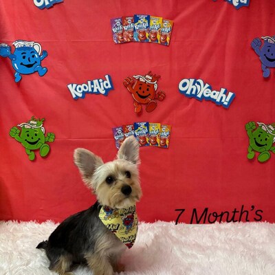 Spiderman Dog and Cat Bandana With Optional Personalization, Matching ...