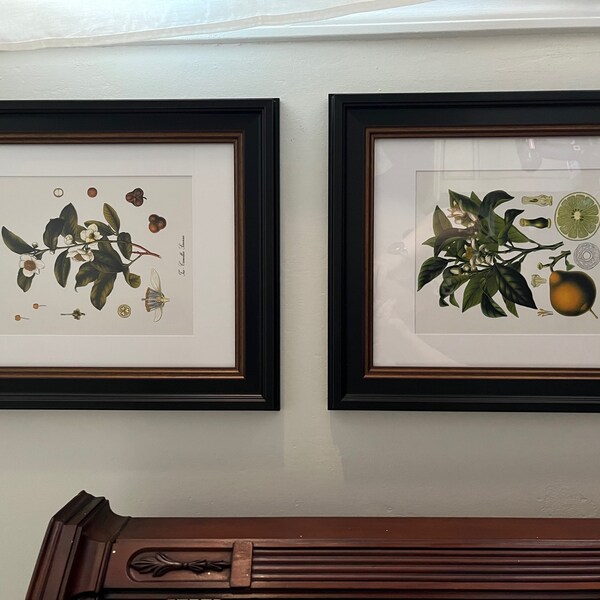 Tea Botanical Print, Tea Botanical Art Print, Tea Wall Art, Tea Decor ...