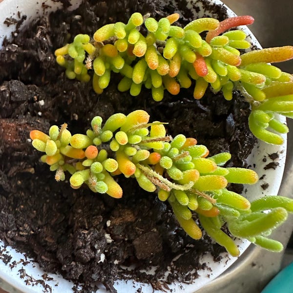 Beautiful Succulent: Dicrocaulon Ramulosum (l.bolus) Ihlenf Purple ...
