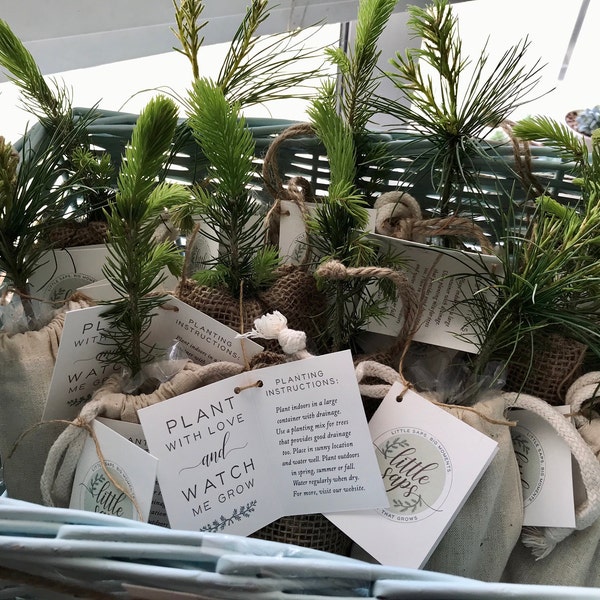 Live Evergreen Sapling Wedding Favors, Plantable Celebration Party ...
