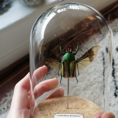 Naturalized Butterfly Under Glass Globe Entomology Cabinet of - Etsy