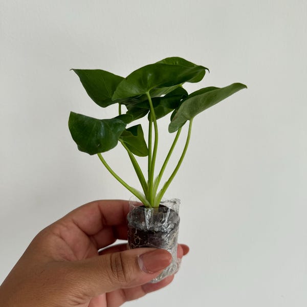 Philodendron Super Atom Starter Plant (ALL STARTER PLANTS Require You ...