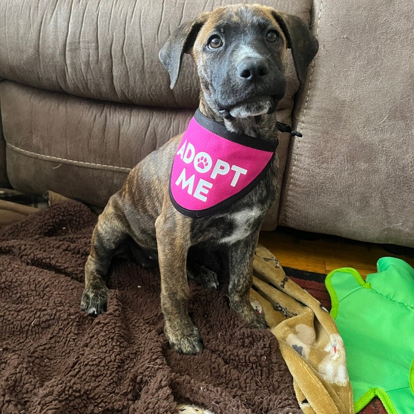 ADOPT ME Bandana Scarf for Rescue Dogs - Etsy