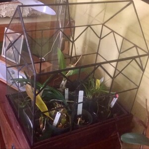 Dorman Terrarium - Etsy