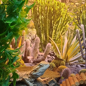 Aquarium / Terrarium Background / Rocky With Plants - Etsy