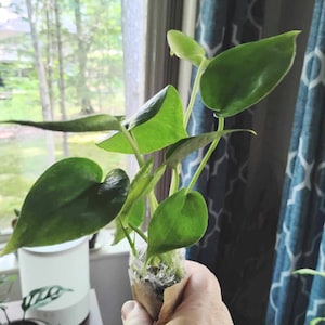 Alocasia tiny Dancer Starter Plant ALL STARTER PLANTS Require You to ...