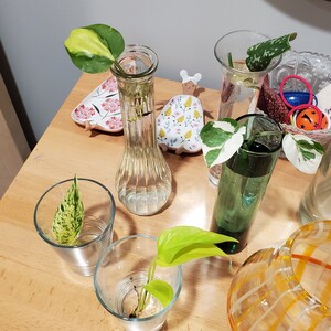 Mixed Set of 3 Propagation Jars Plants, Houseplants, Clipping, Cutting ...