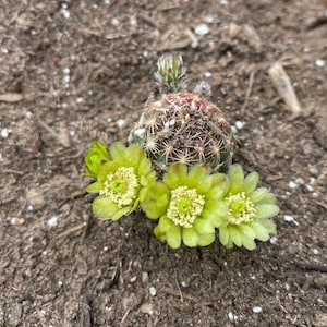 Opuntia Fragilis potato Cactus COLD HARDY CACTUS - Etsy