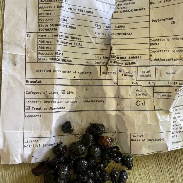 Limited Agarwood Chips Aquilaria Malaccensis Kalimantan Oud Wild Borneo ...