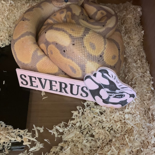 Ball Python Custom Name Plaque - Etsy