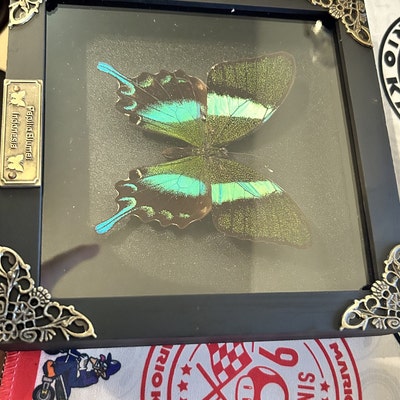 Real Framed Butterfly Sunset Moth Urania Ripheus Dried Insect Frame ...