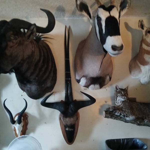 Taxidermy, a Pair, of X - X Mating Stoat or Long-tailed Weasels ...