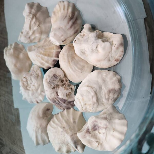 25 Assorted (2" and Under) Cape Cod Scallop Shells All Natural - Etsy