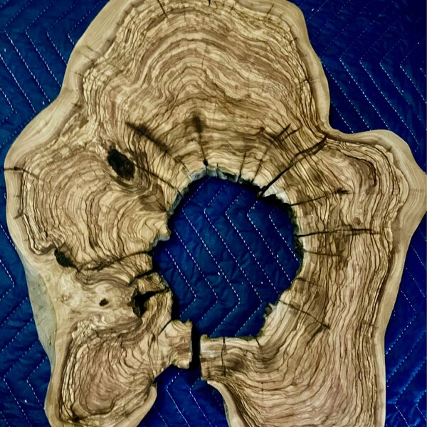Large Olive Tree Root Sheet , Live Edge Root Slice With Which You Can ...