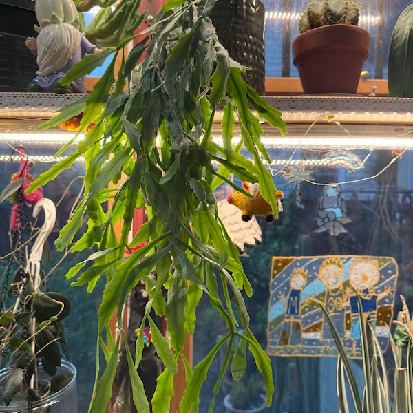 Rhipsalis Cereuscula, Rice Cactus, Coral Cactus Plants 4” Pot and 4 ...