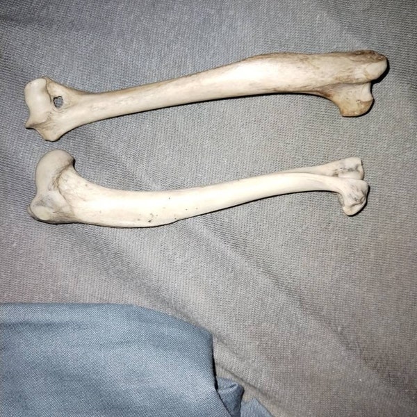 A Pair of English Wild Red Fox Bones - Etsy