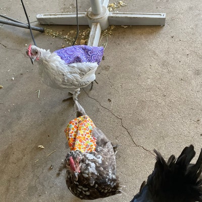 3 Pck Chicken Jackets. Chicken Saddles. Aprons. Hen Aprons. - Etsy