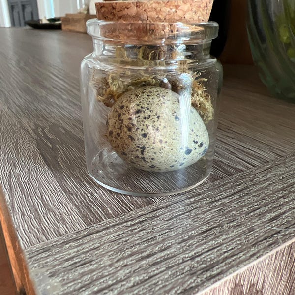 Giant Cicada & Empress Cicada Shadow Box Framed Quesada Gigas ...