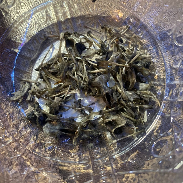 Ancient Fossilized Corax Shark Dinosaur Teeth - Shark Teeth Fossil ...