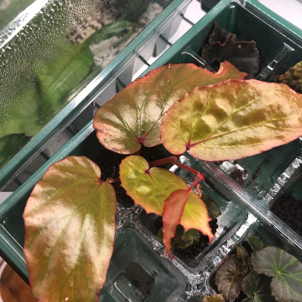 PROPAGATE TO ORDER Begonia Botanicaz 2 - Etsy
