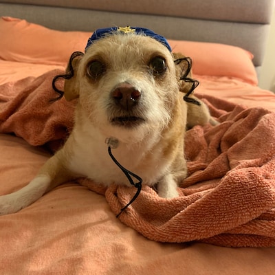 DOG KIPPAH Hanukkah Hat and Bow Set for Dog or Cat /hanukkah Pet Gift ...